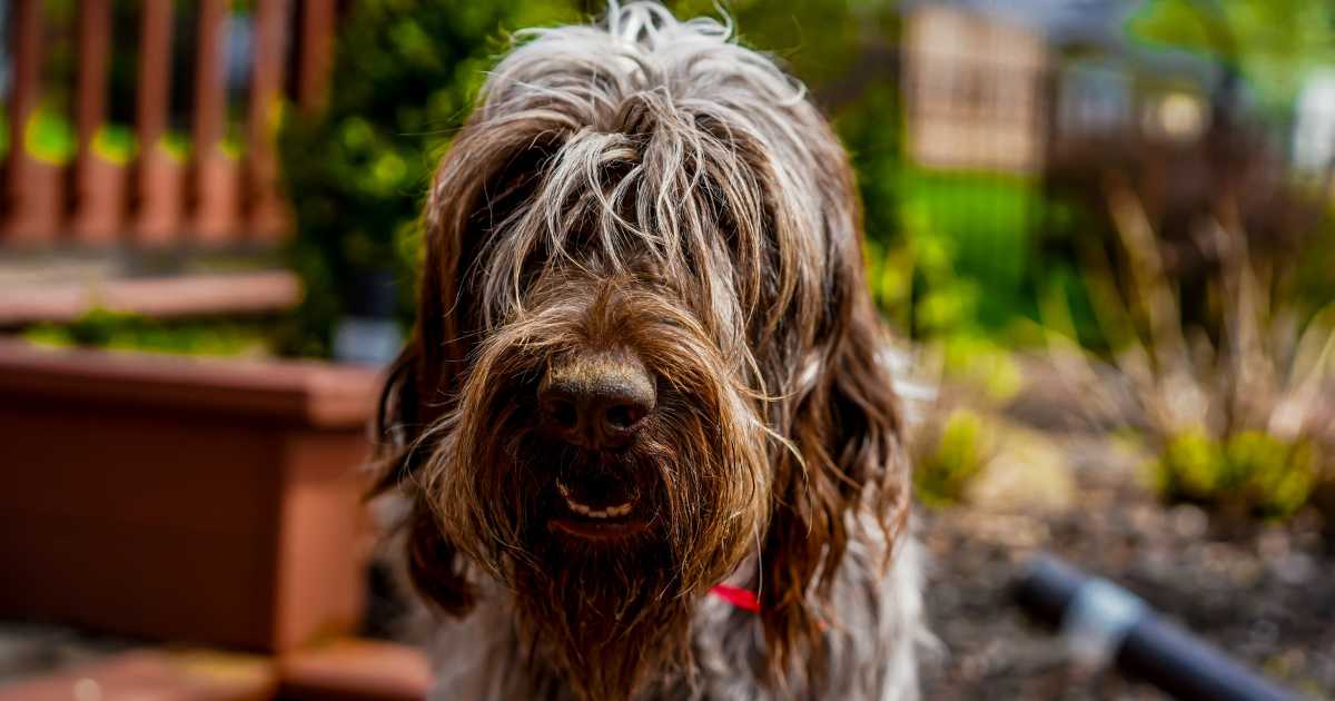 Guide complet pour prendre soin du pelage de votre chien et éviter les ...