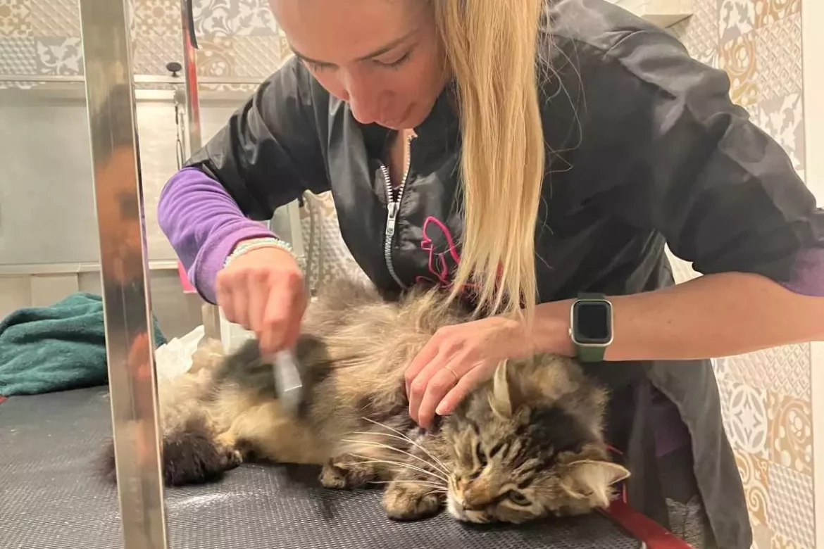 Toilettage pour chiens et chats à Mallemort
