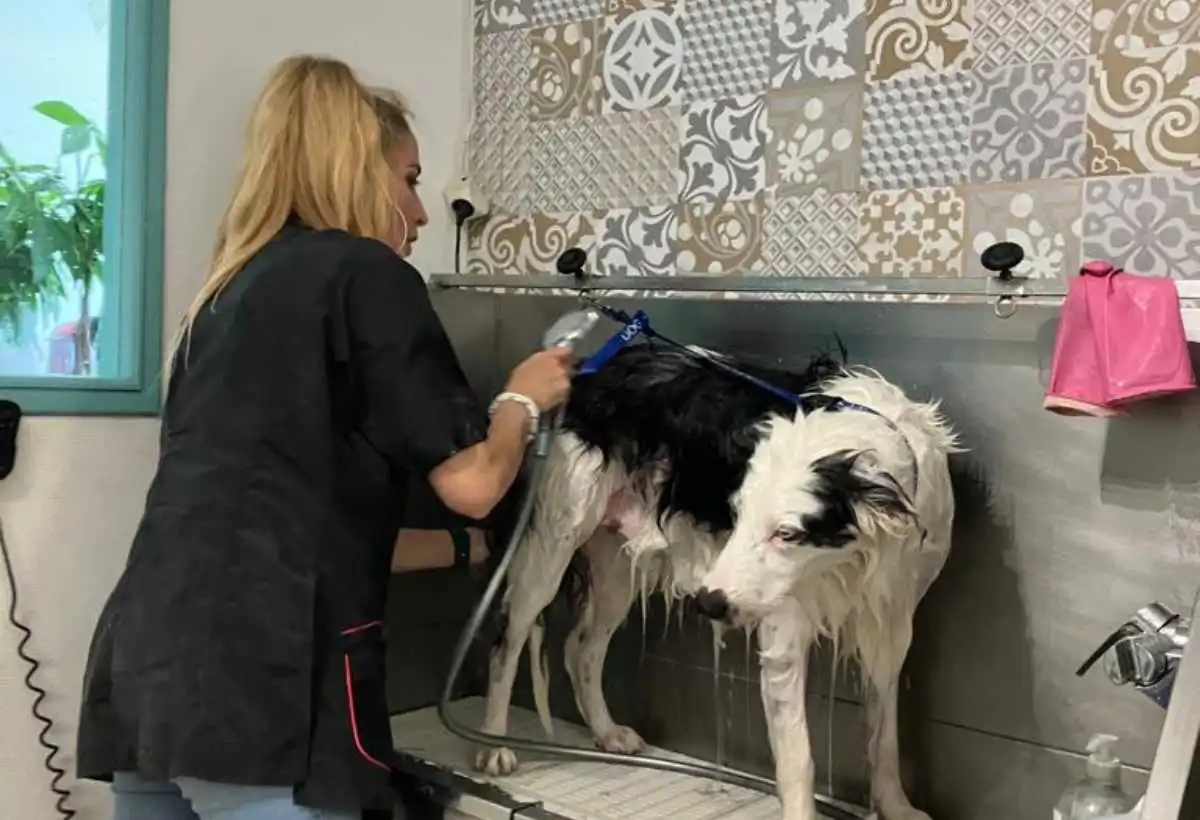 Toilettage pour chiens et chats à Pertuis