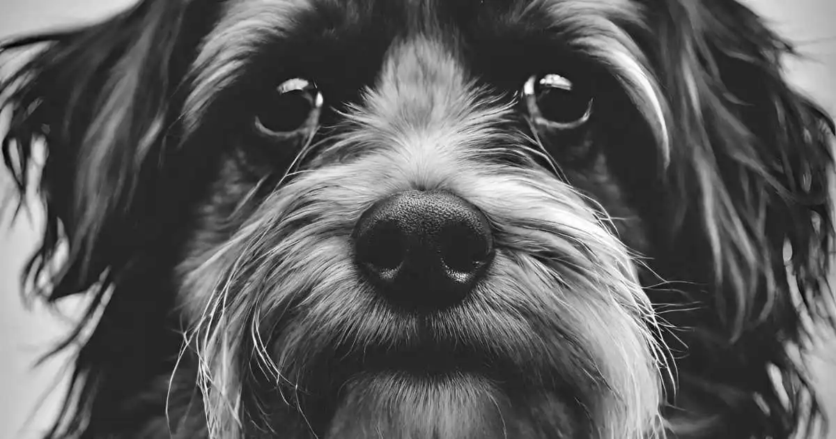 L'importance des moustaches chez les chiens : Un atout essentiel pour ...